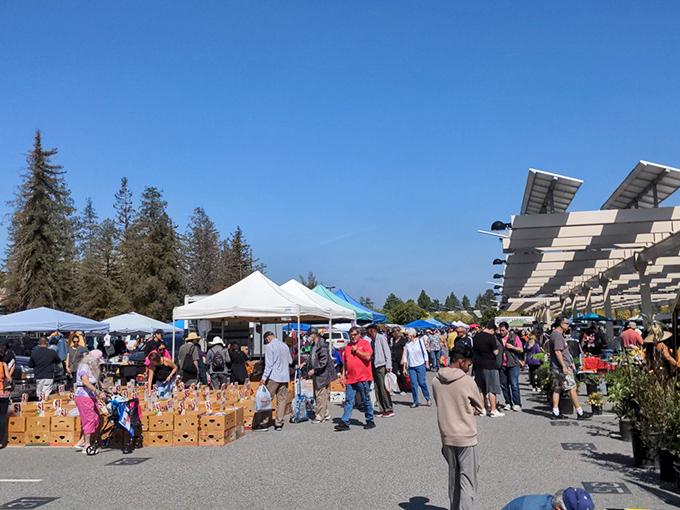 Blue skies and bargain hunters unite under solar panel canopies, where treasure hunting becomes an Olympic sport every first Saturday of the month.