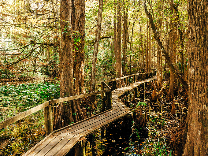 Ancient cypress trees stand like nature's skyscrapers, creating Florida's most underrated cathedral experience.