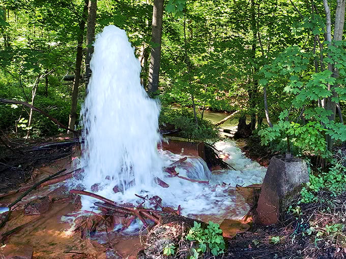 Nature's own fountain show erupts from Pennsylvania's forest floor with surprising theatrical flair.