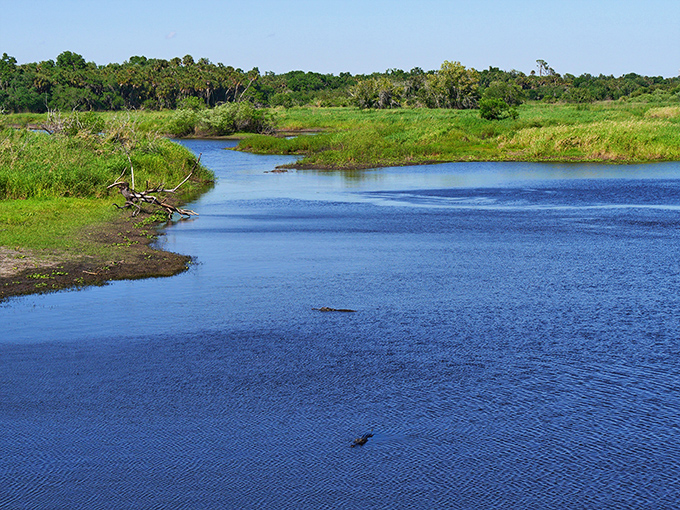 A wooden boardwalk stretches into Florida's wild heart, where reflective waters mirror clouds that look like they're auditioning for a Bob Ross painting.
