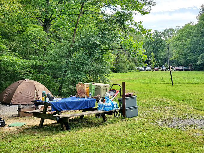 Autumn's paintbrush transforms Fowlers Hollow's forest roads into golden pathways. Nature's light show filters through the canopy, creating a scene worthy of a Rockwell painting.