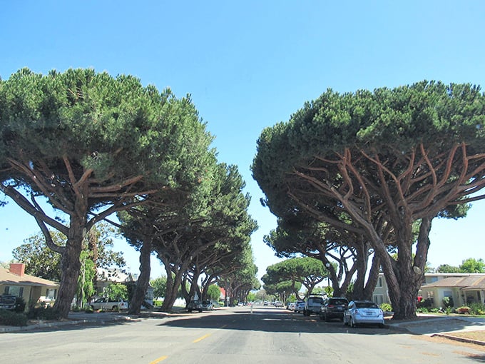 Lompoc's iconic tree-lined streets create nature's own version of urban planning. The perfect blend of small-town charm with California's signature greenery.