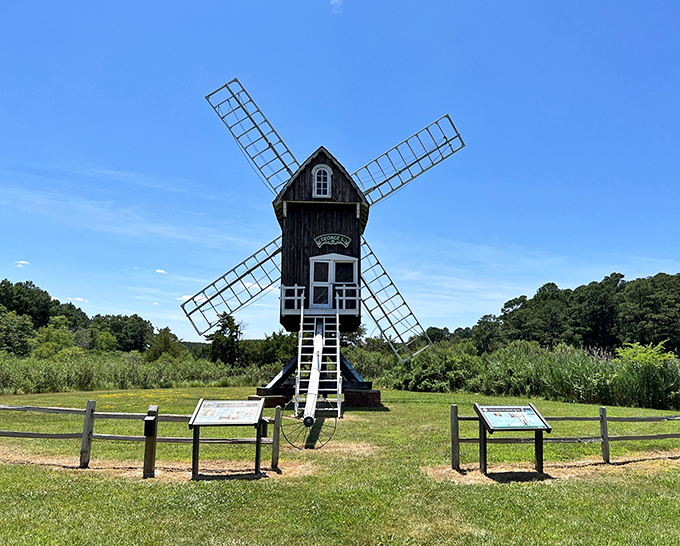The star of Cambridge's hidden historic village, Spocott Windmill stands tall against Maryland's blue skies, its wooden arms ready to catch the Eastern Shore breeze. 