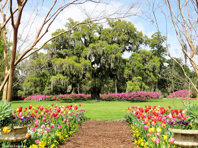 Nature's red carpet welcomes you, leading to an ancient live oak draped in Spanish moss—Southern hospitality at its most photogenic.