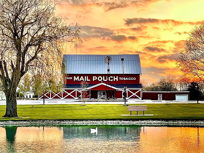 The iconic red barn exterior with its Mail Pouch Tobacco sign and spinning windmill isn't just rural theater&mdash;it's the prelude to a serious steak experience.