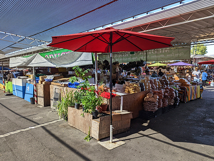 The main thoroughfare stretches like a treasure-filled canyon, with colorful merchandise creating walls of possibility on either side. Bargain hunting has never looked so inviting.