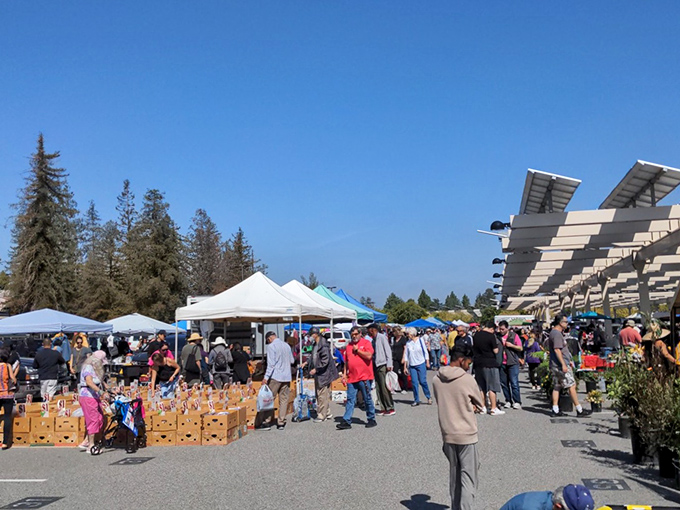 Blue skies and bargain hunters unite under solar panel canopies, where treasure hunting becomes an Olympic sport every first Saturday of the month.