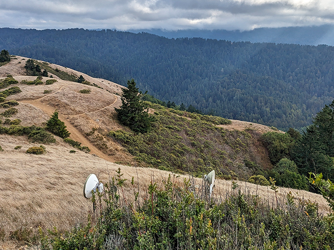 Rolling hills stretch to the horizon at Samuel P. Taylor State Park, where hiking trails offer panoramic views that make your Instagram followers question their life choices.