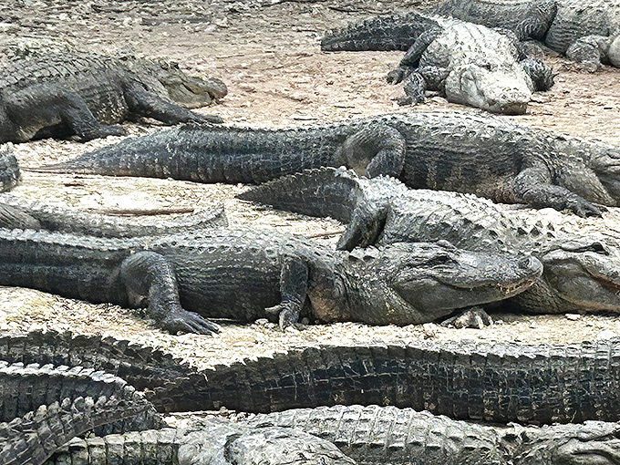 Welcome to Florida's most toothy neighborhood, where prehistoric residents have been perfecting their intimidating stares for millennia.