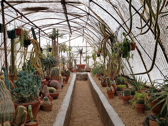 The "Cactarium" feels like stepping into a botanical spaceship, where alien-looking plants line a sandy path under a protective canopy.