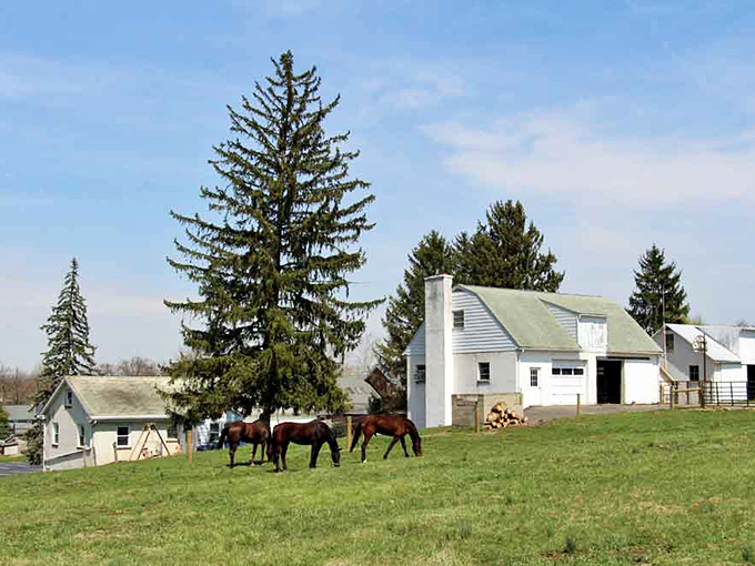 A quintessential Paradise scene: gravel roads winding past white farmhouses where horses graze peacefully under endless blue skies.