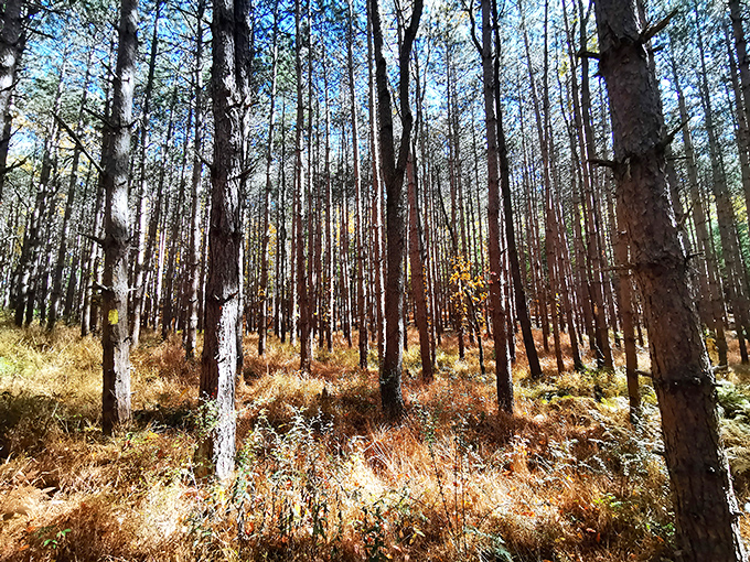 Sunlight filters through towering pines, creating nature's own cathedral. This tranquil forest floor practically begs you to breathe deeper and walk slower.