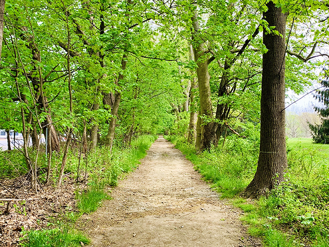 Nature's perfect corridor beckons with a sunlit invitation. This tree-lined path at Bellevue offers the kind of serenity you can't download from an app.