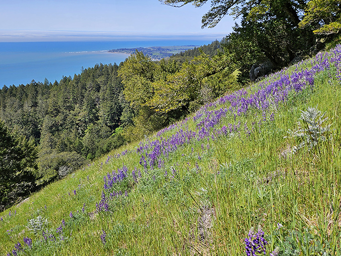 Alpine Lake shimmers like nature's mirror, reflecting the surrounding forest with such perfection you'll wonder which side is real and which is the reflection.