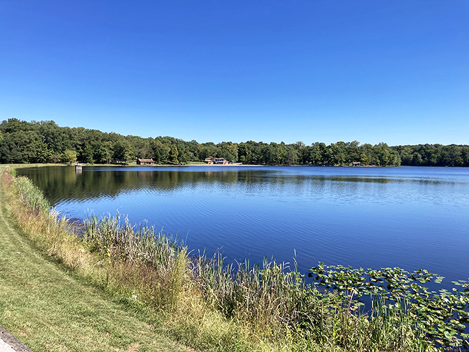 Lake Lincoln shimmers like nature's mirror, reflecting both sky and forest in a display that would make even Bob Ross reach for his happy little brushes.