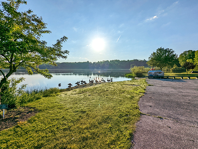 Morning tranquility at its finest&mdash;Sunny Lake's glassy waters reflect the sky while geese gather for their daily gossip session.