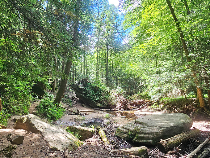 Nature's perfect frame: sunlight filters through ancient trees as seen from inside one of Hocking Hills' many sandstone recesses. Middle Earth, Ohio edition.