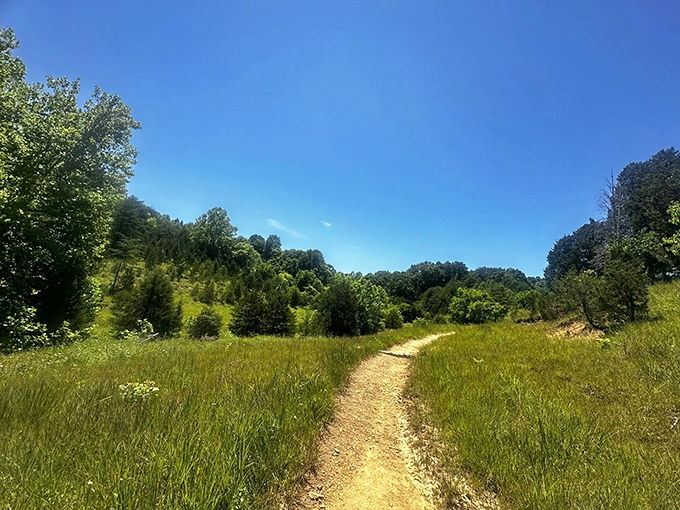 The wooden boardwalk beckons through sun-dappled greenery, promising adventure without mentioning the quad-burning climb that awaits you later.