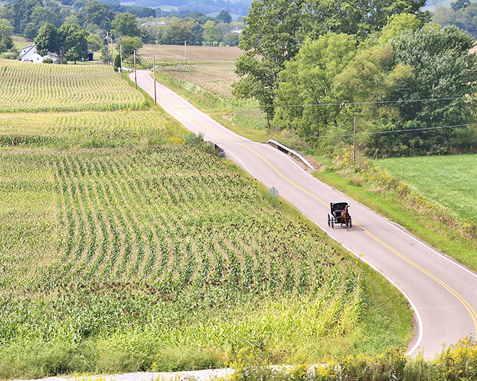 A lone Amish buggy travels the winding country road, surrounded by cornfields that stretch like green corduroy across the rolling landscape.