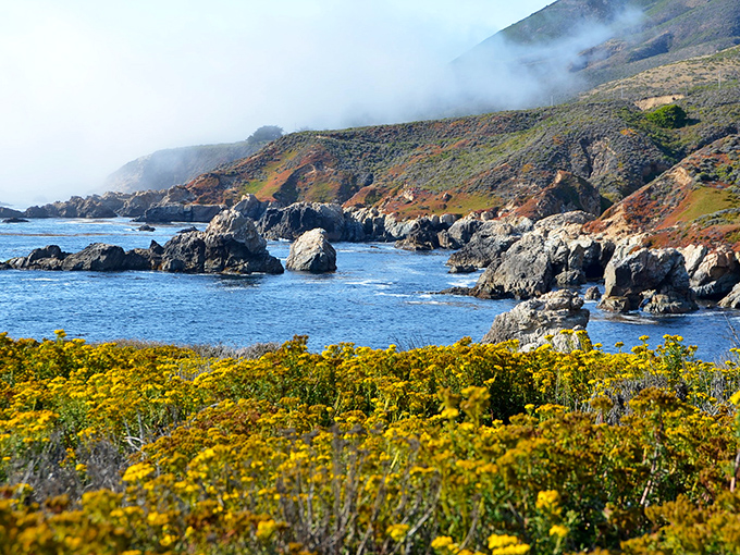 Spring's golden wildflowers frame the Pacific's blue canvas like nature's perfect color scheme. Fog-kissed mountains and rugged coastline create California's most photogenic meet-cute.
