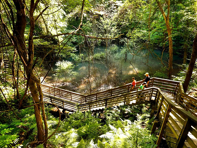 Nature's grand illusion: a lush, emerald oasis hidden within Florida's flatlands. The wooden boardwalk invites you into this prehistoric pocket universe.