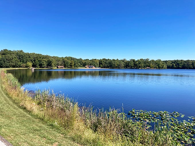 Lake Lincoln shimmers like nature's mirror, reflecting both sky and forest in a display that would make even Bob Ross reach for his happy little brushes.