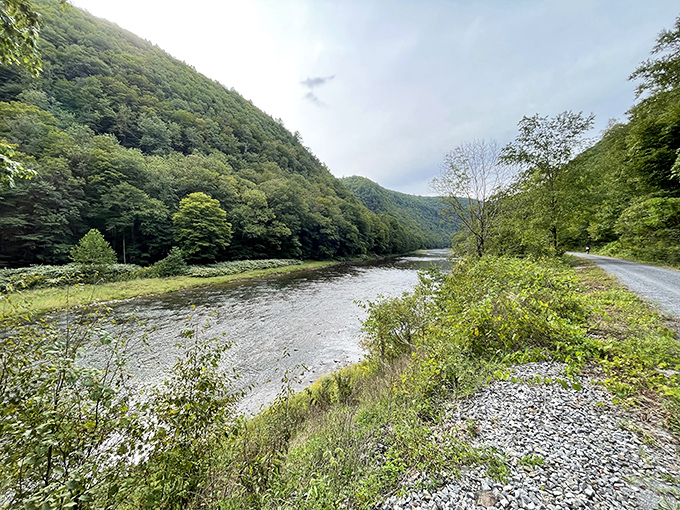 Pine Creek flows gently between towering green hillsides, creating nature's perfect postcard. The road beckons adventurers to follow alongside this Pennsylvania treasure.