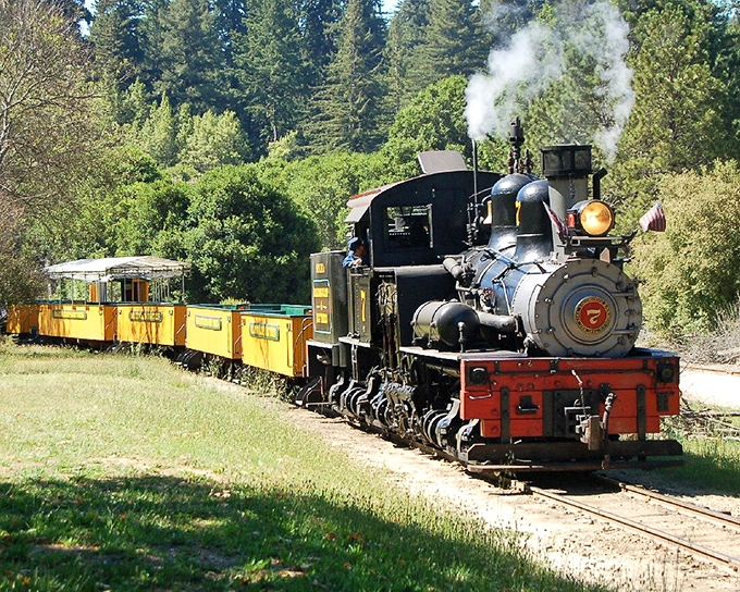 The star of the show: a vintage steam locomotive chugging through California's redwood forest, pulling bright yellow cars filled with wide-eyed adventurers.