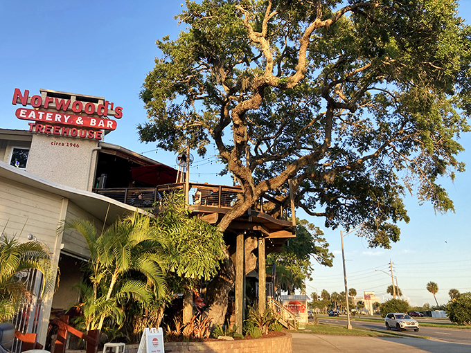Norwood's iconic treehouse structure rises majestically among the oaks, proving childhood dreams and fine dining can coexist beautifully in New Smyrna Beach.