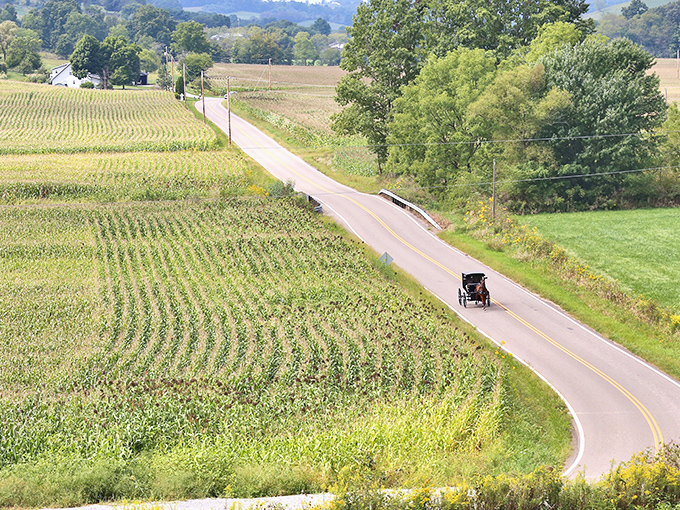Amish buggy travels Walnut Creek's winding roads, where cornfields stretch to the horizon—the journey to authentic flavors begins here.