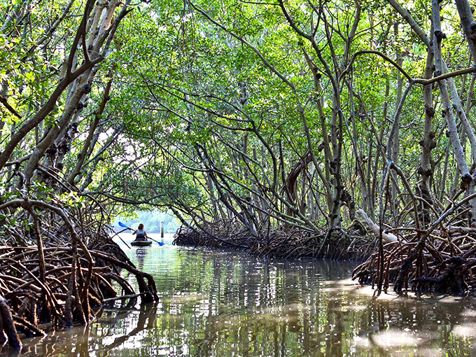 Nature's own highway system awaits, where every twist reveals another emerald corridor of wonder.