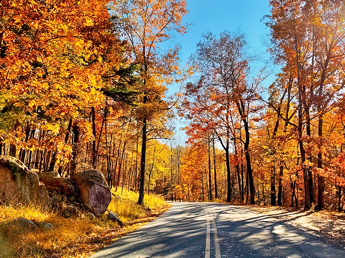 Nature's autumn fashion show on full display. The road through Morrow Mountain becomes a golden tunnel as fall foliage creates a scene worthy of a calendar cover.