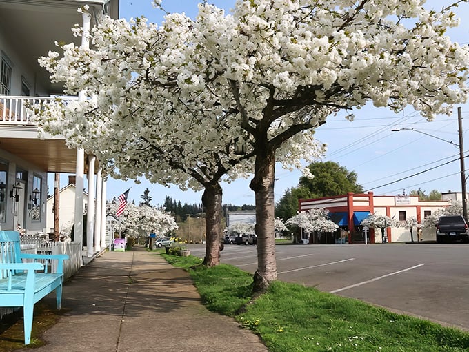Cherry blossoms frame Aurora's historic main street like nature's confetti, creating a small-town tableau that Norman Rockwell would have rushed to paint.