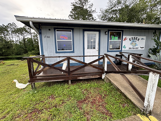 The unassuming blue and white exterior of Essex Seafood House stands like a culinary lighthouse in Pierson, beckoning seafood lovers with its humble charm.