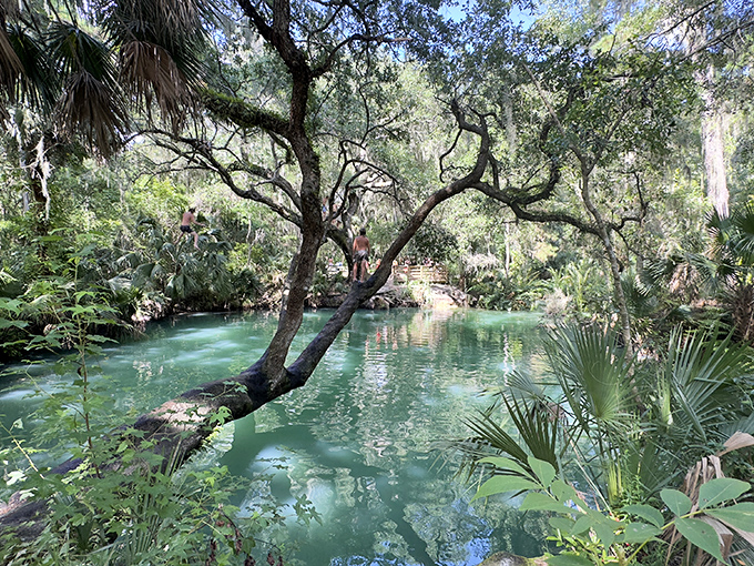 Nature's own infinity pool, where crystal-clear spring water creates a mesmerizing emerald oasis.