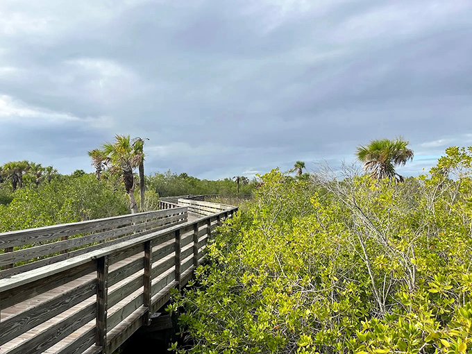Nature's golden hour transforms this humble boardwalk into a pathway to paradise. The cypress-framed waters reflect the day's last light like nature's own Instagram filter.