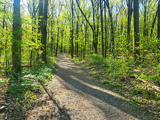 Nature's cathedral awaits on this sunlit trail, where dappled light plays through a canopy of towering sentinels that have witnessed generations come and go.