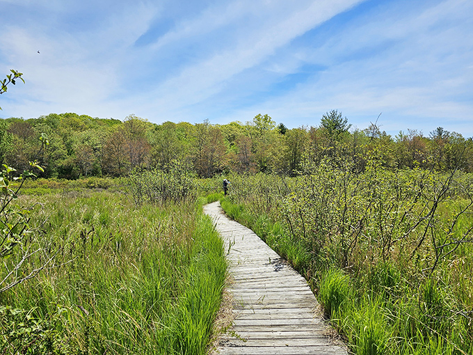 Nature's boardwalk beckons through the wetlands, where every step feels like you're walking through the pages of a National Geographic spread.