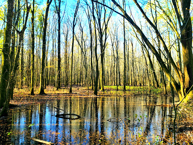The wooden boardwalk stretches through winter-bare trees like nature's red carpet, inviting you to explore what lies beyond the next turn.