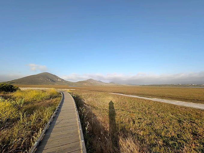 Nature's boardwalk beckons through golden marshlands, where every step feels like you're walking through a California postcard come to life.