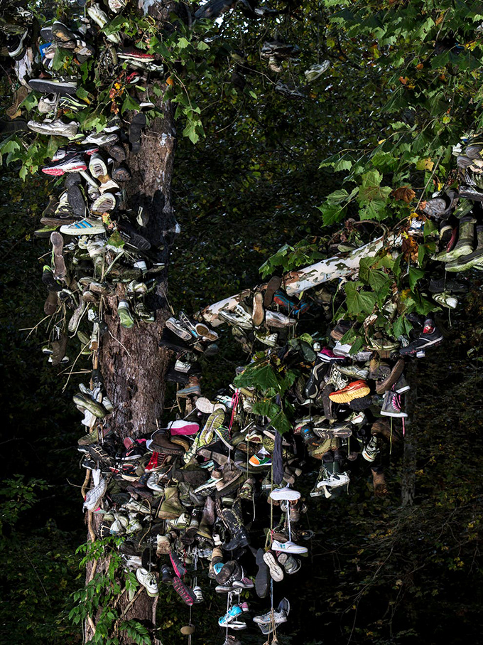 Against a brilliant blue Indiana sky, the Shoe Tree stands tall, its branches heavy with hundreds of dangling footwear instead of leaves.