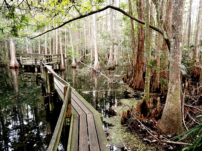 Ancient cypress trees stand like nature's skyscrapers, creating Florida's most underrated cathedral experience.