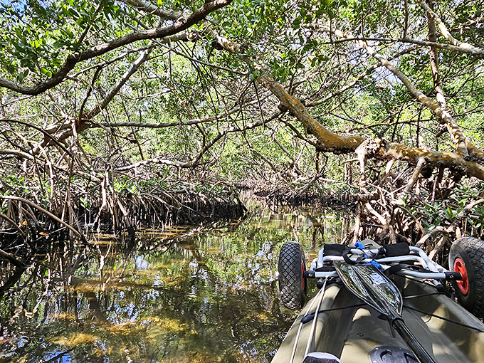 Nature's own highway system awaits, where every twist reveals another emerald corridor of wonder.