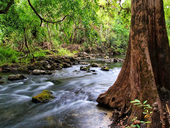 Nature's own masterpiece unfolds along the Hillsborough River, where crystal waters dance over ancient limestone and towering trees stand sentinel like patient guardians.