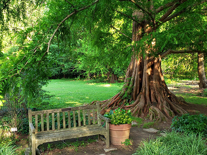 Nature's therapy session in progress: this ancient tree and weathered bench create the perfect spot for contemplating life's mysteries or just enjoying the shade.