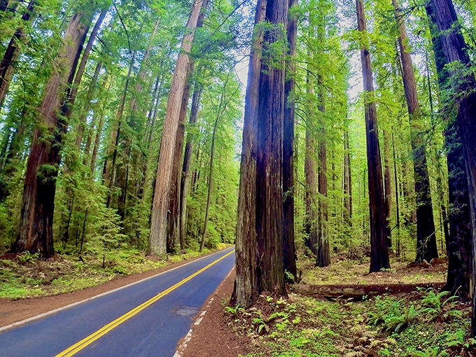 Nature's skyscrapers line Avenue of the Giants like patient sentinels. This road trip feels like driving through the world's most magnificent green cathedral.