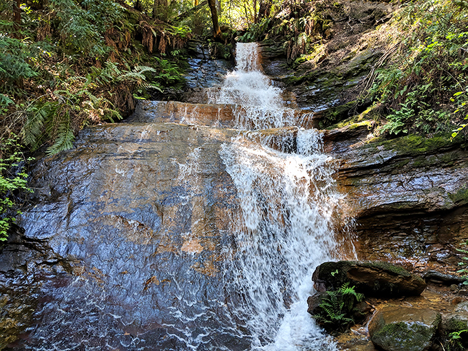Nature's skyscrapers stand sentinel along a path strewn with russet leaves. The redwoods' silent majesty makes your everyday problems seem delightfully insignificant.