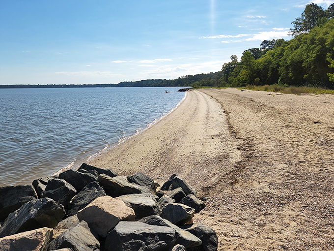 The James River shoreline at Chippokes offers a peaceful retreat where time seems to slow down. Nature's own beachfront property without the crowded umbrellas or overpriced cocktails.