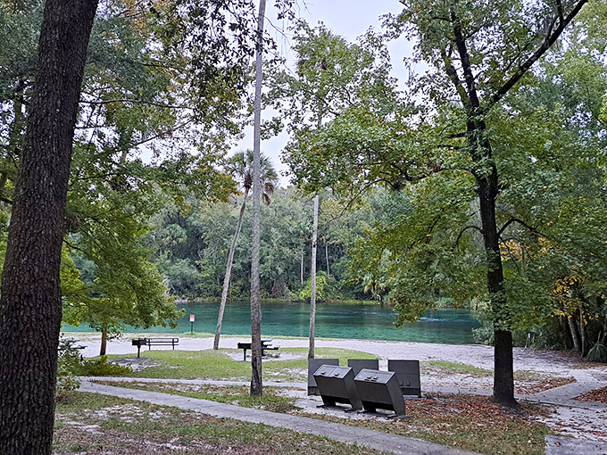 Nature's perfect frame: towering trees surround the emerald waters of Alexander Springs, creating a tranquil escape that feels worlds away from Florida's tourist crowds.