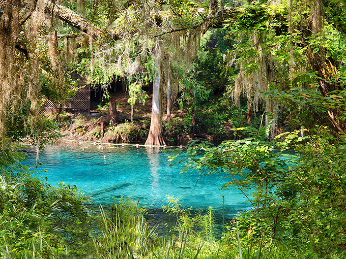 The entrance to paradise isn't pearly gates, but rather this crystalline blue oasis where Florida reveals its true magic.